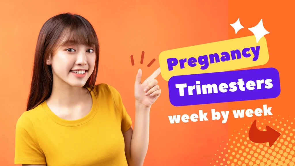 A Guide To Pregnancy Trimesters